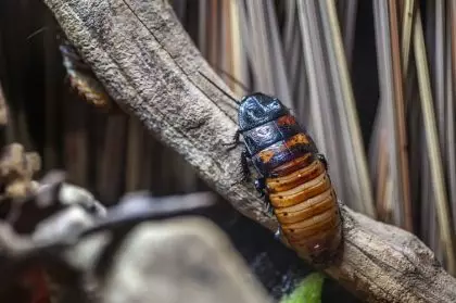 Une cockroach exotique animée rampe sur une branche.